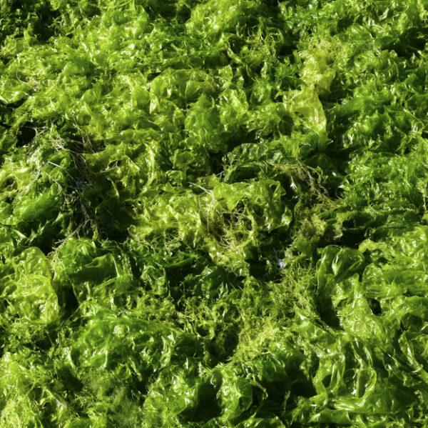 Writer Fuel: Arctic Ocean Algae Photosynthesize In Near Total Darkness ...