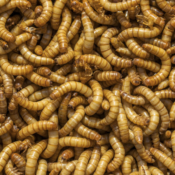 Writer Fuel: Could Mealworms Be a Solution for Plastic Waste? – Liminal ...